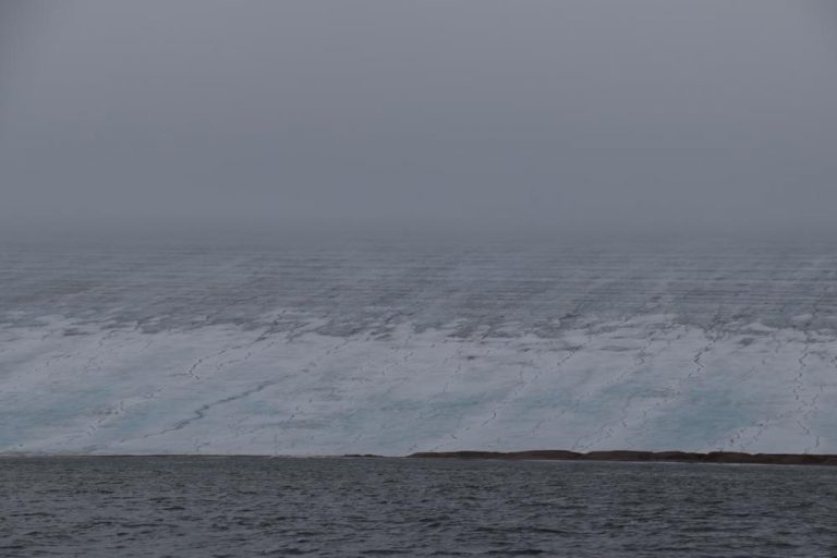 Walrosse auf der Schmidt Insel – Harlander Web