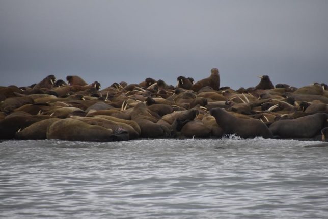 Walrosse auf der Schmidt Insel – Harlander Web